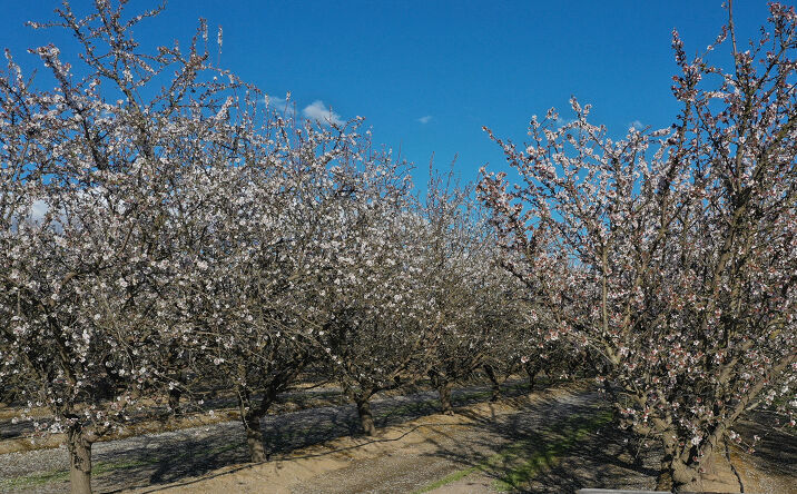 4695 N Vineland Ave, Kerman, CA 93630 | Crexi.com