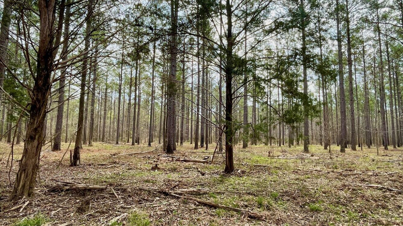 0 Leitch Road, Coatopa, AL 35470 | Crexi.com