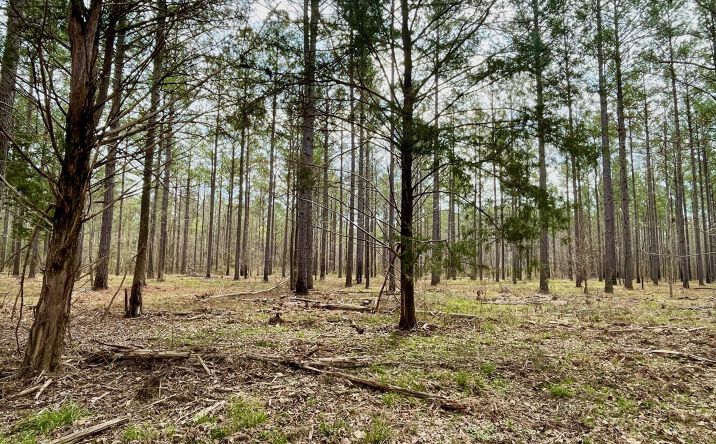 0 Leitch Road, Coatopa, AL 35470 | Crexi.com