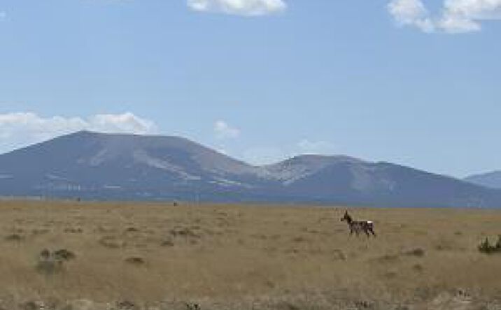 Antelope Ridge Lot 78, Concho, AZ 85924 - Land for Sale - Antelope ...