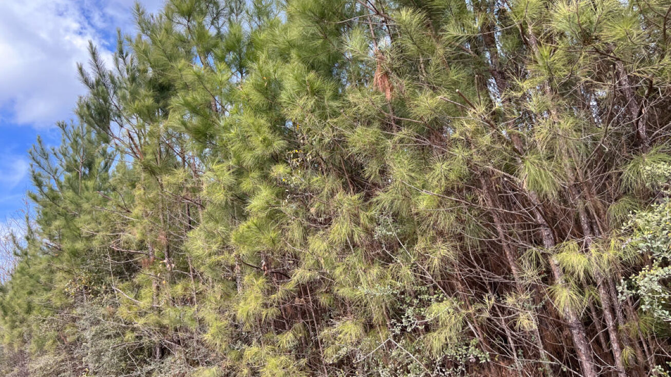 FM 1746, Town Bluff, Spurger, TX 77660 | Crexi.com