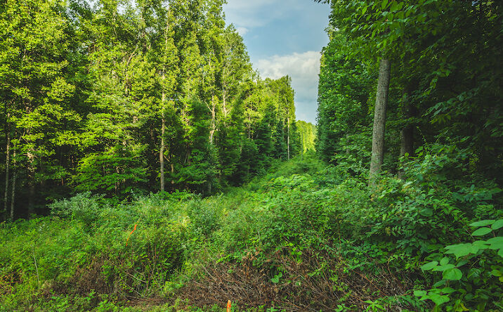 Lot 10 Woolwine Hwy, Woolwine, VA 24185 | Crexi.com