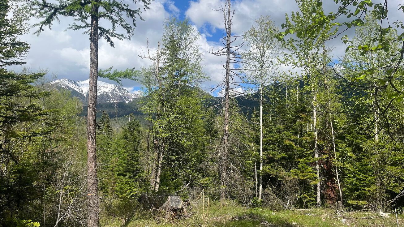 14156 Orvis Evans Drive, Bigfork, MT 59911 | Crexi.com