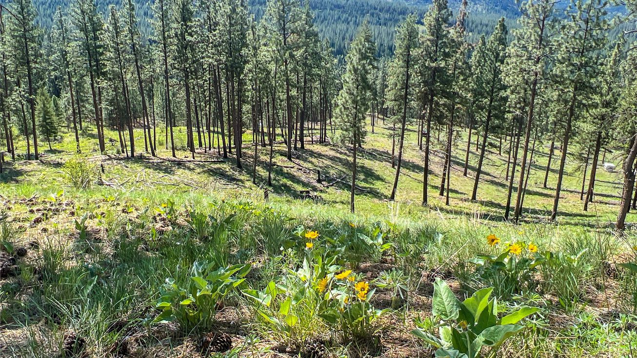 13 S Fork Nemote Creek Road, Alberton, MT 59820 | Crexi.com