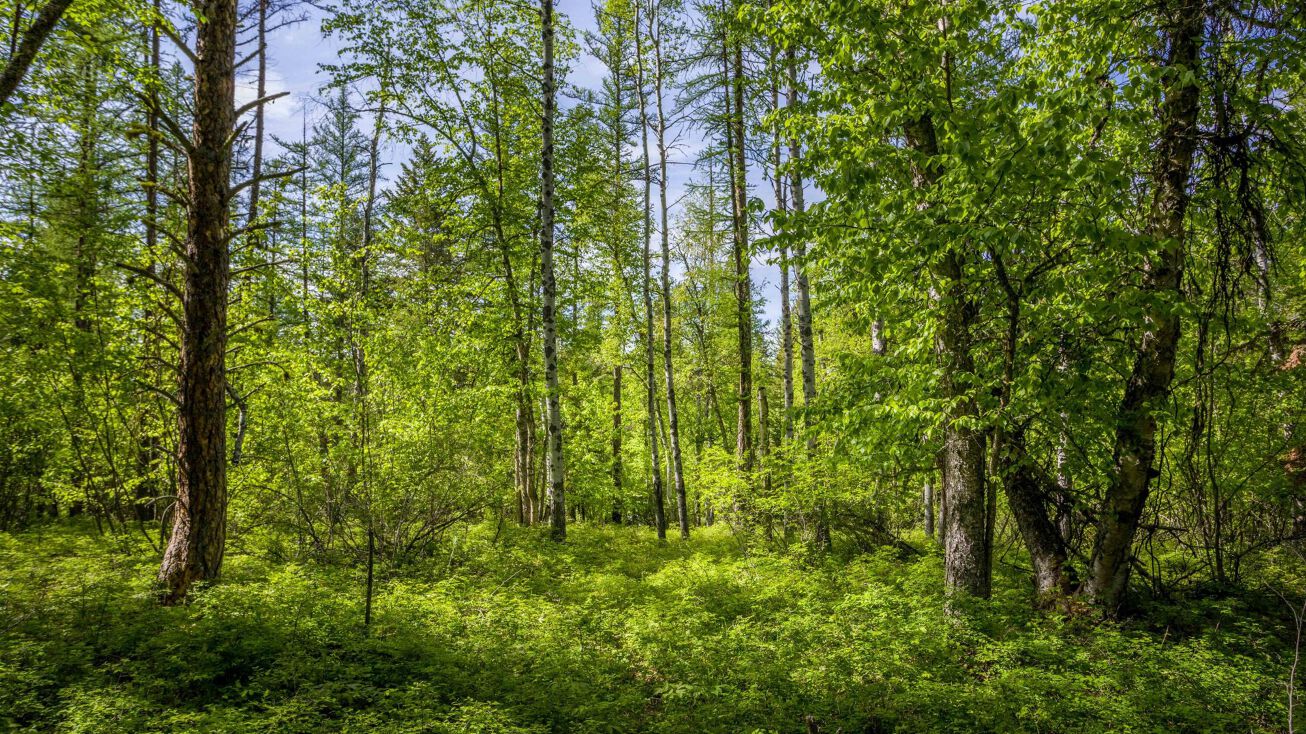 560 Ranch Road, Bigfork, MT 59911 | Crexi.com