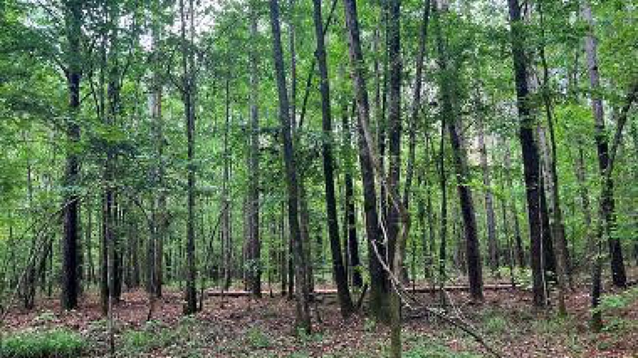 60.1 Acres in Kemper County, Scooba, MS 39358 | Crexi.com