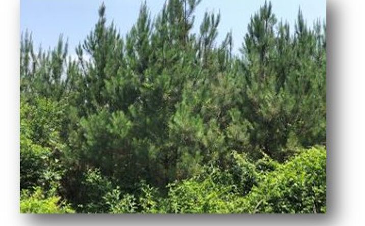 Attala County in Sallis, Sallis, MS 39160 | Crexi.com