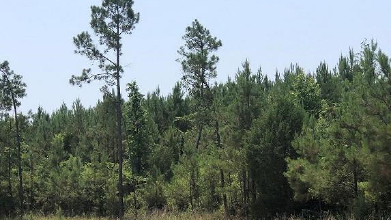 39.8 Acres in Attala County, Sallis, MS 39160 | Crexi.com