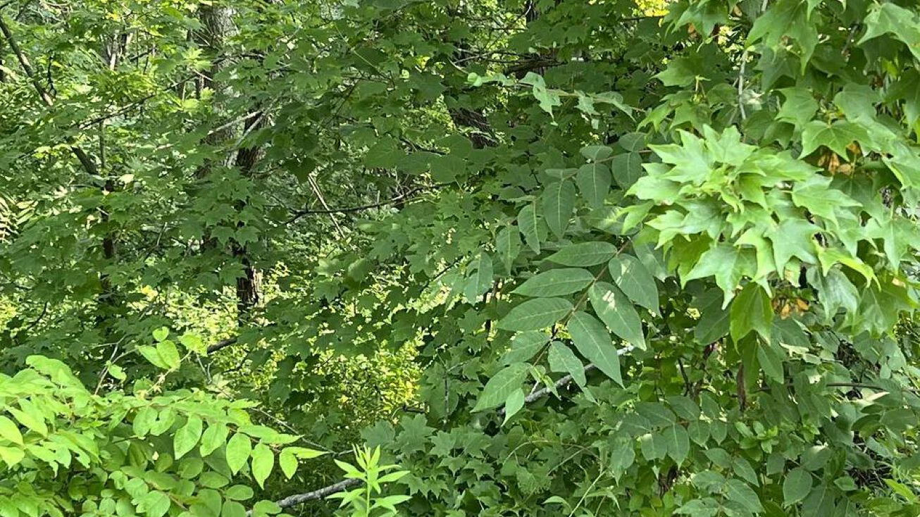 Cub Run Highway, Cub Run, KY 42729 | Crexi.com