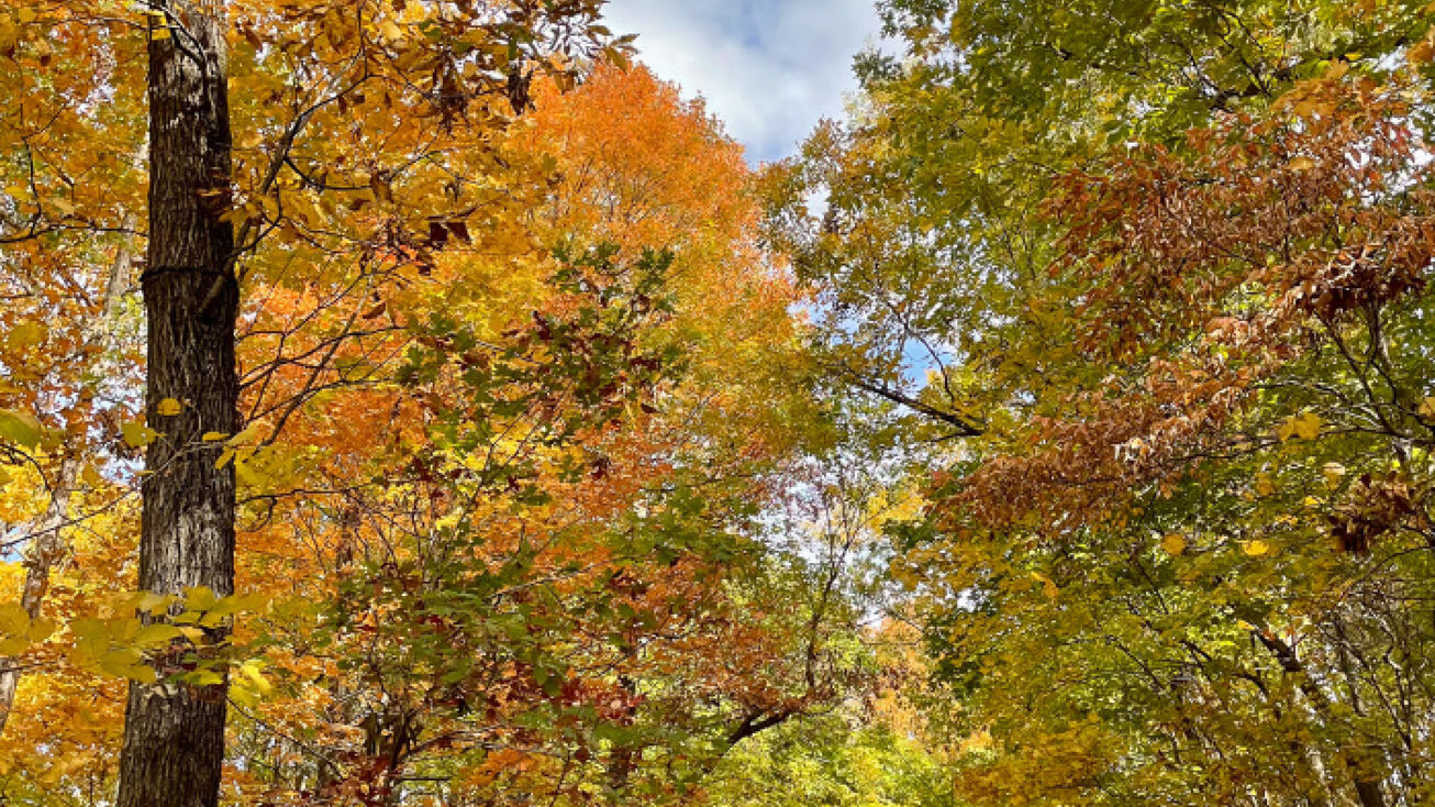 Point Peter Mountain West, Searcy County, AR 72650 | Crexi.com