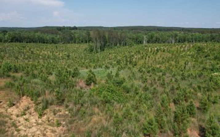 Timber Land for Sale in Paris, MS | Crexi