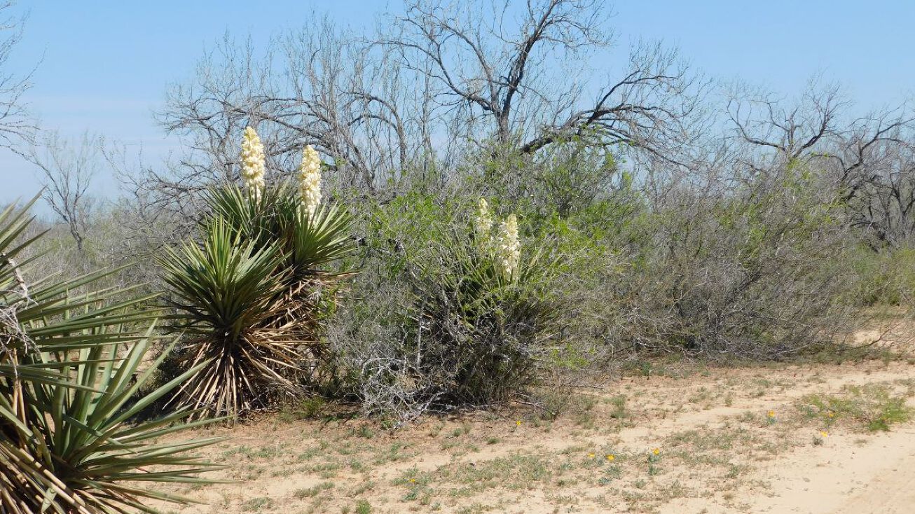 3677 Co Rd 2400, Moore, TX 78057 | Crexi.com