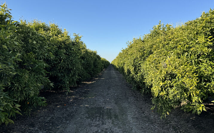 17603 Ave 200, Strathmore, CA 93267 | Crexi.com