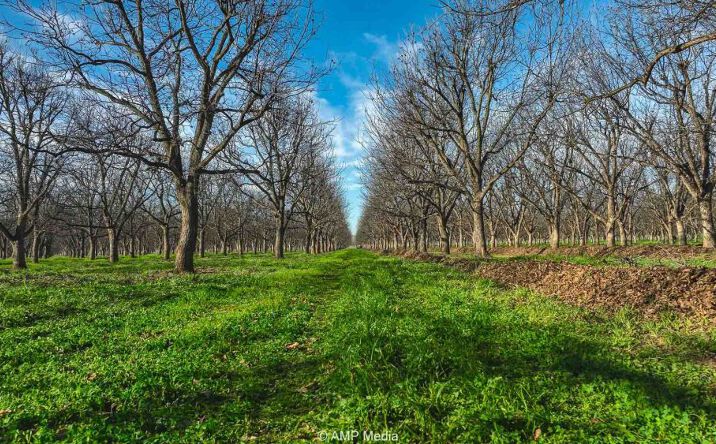 Pecan Grove Farms, Brownwood Farm, Bayou St, Brownwood, TX 76801 ...