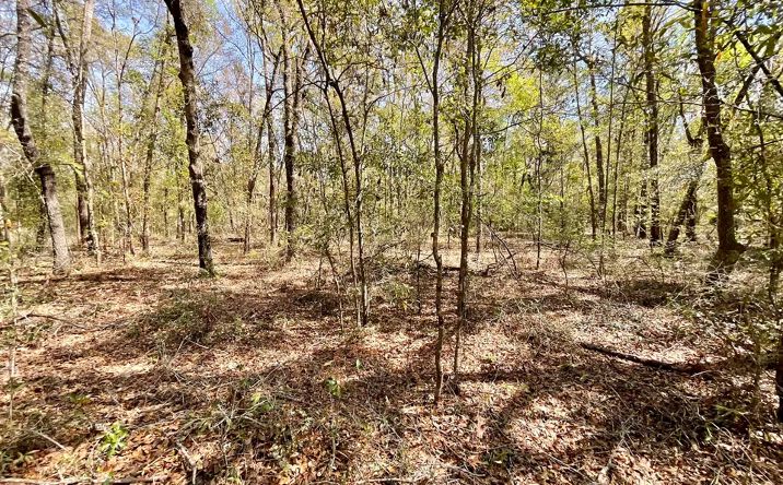 Vacant NE Persimmon Dr, Pinetta, FL 32350 | Crexi.com