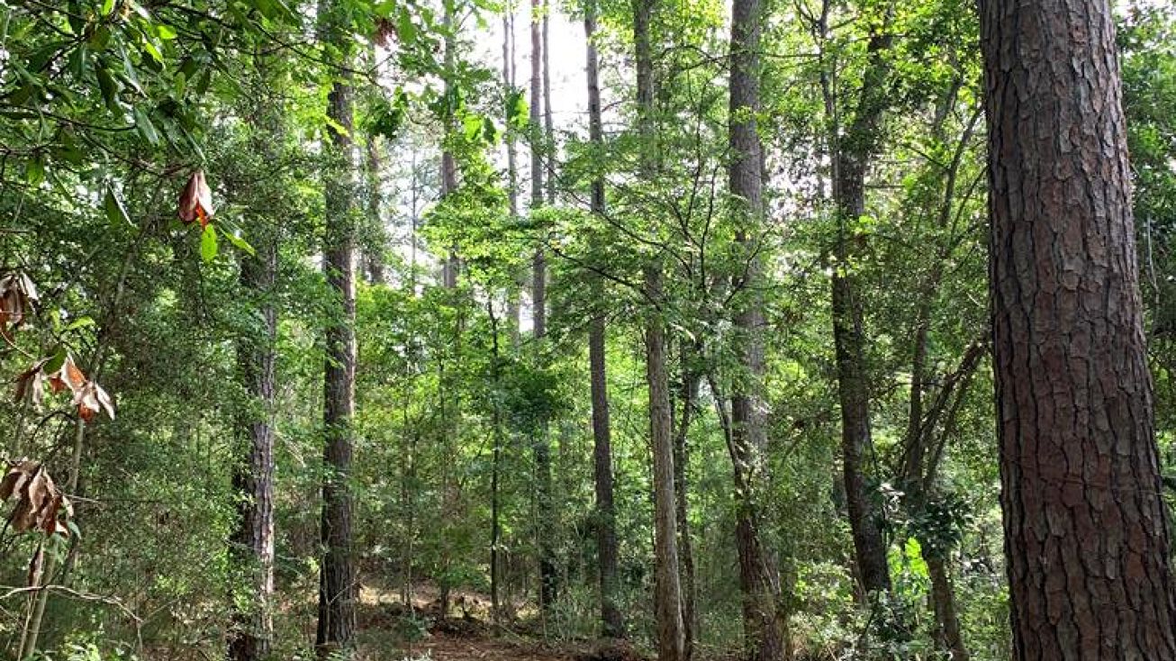 Lot 1 Chatawa Rd, Magnolia, MS 39652 | Crexi.com