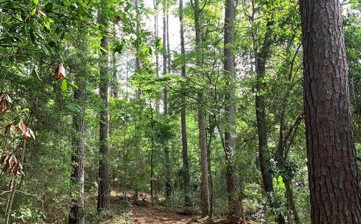 Lot 1 Chatawa Rd, Magnolia, MS 39652 | Crexi.com