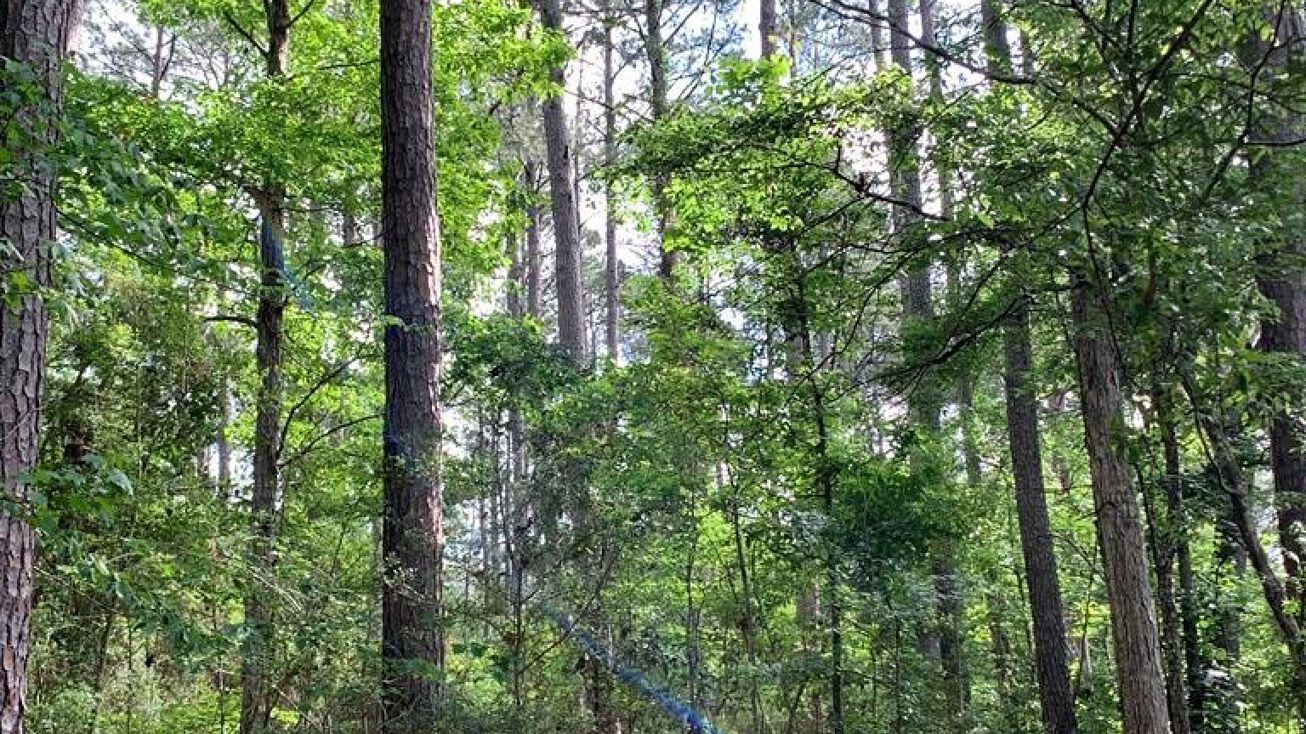 Lot 3 Chatawa Rd, Magnolia, MS 39652 | Crexi.com