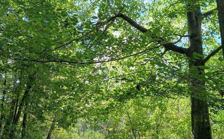 300 Rush Branch Rd, Hohenwald, TN 38462 | Crexi.com