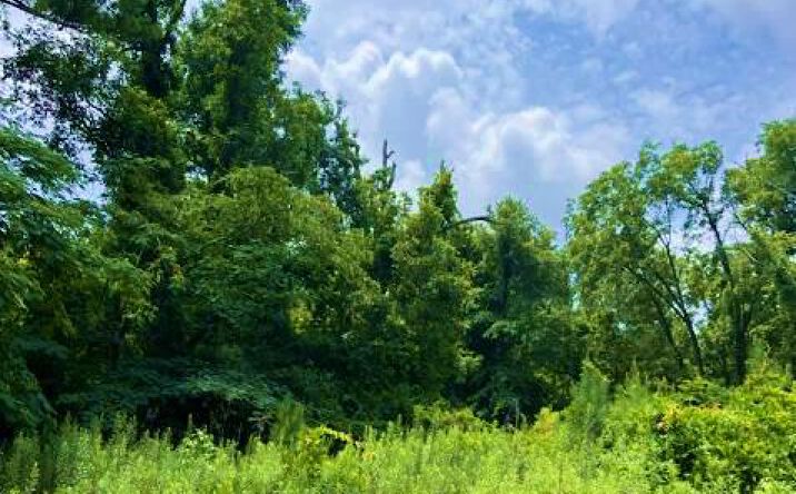 24.46± acres in Winston County, Louisville, MS 39339 | Crexi.com