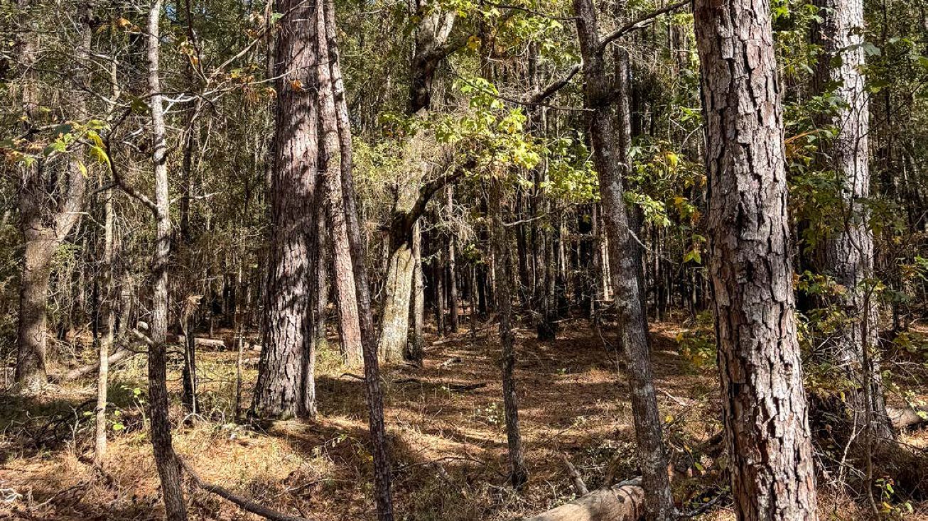 Harrell Homestead, Camden, AR 71711 | Crexi.com