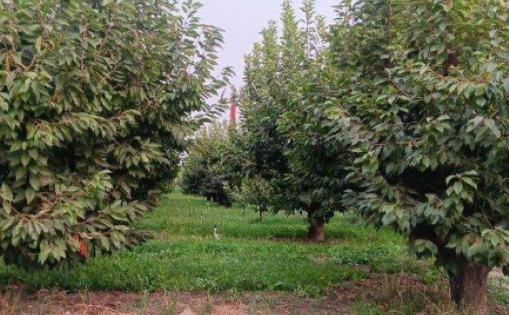 Lester Rd, Sunnyside, WA 98944 | Crexi.com