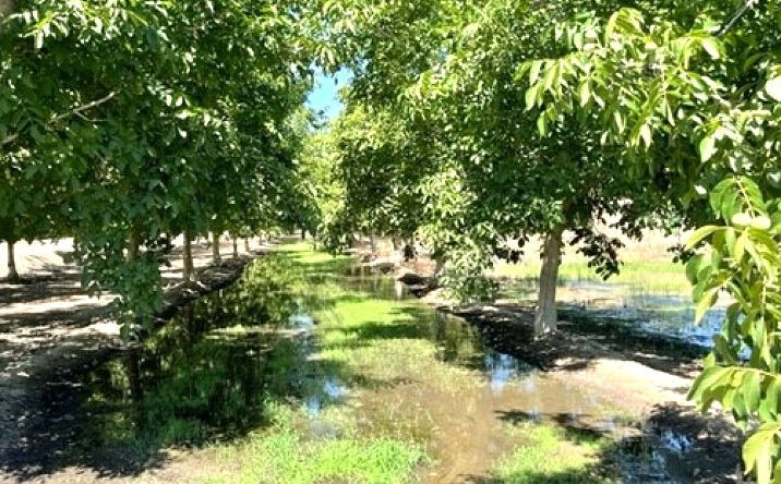 19901 Rd 172, Strathmore, CA 93267 | Crexi.com