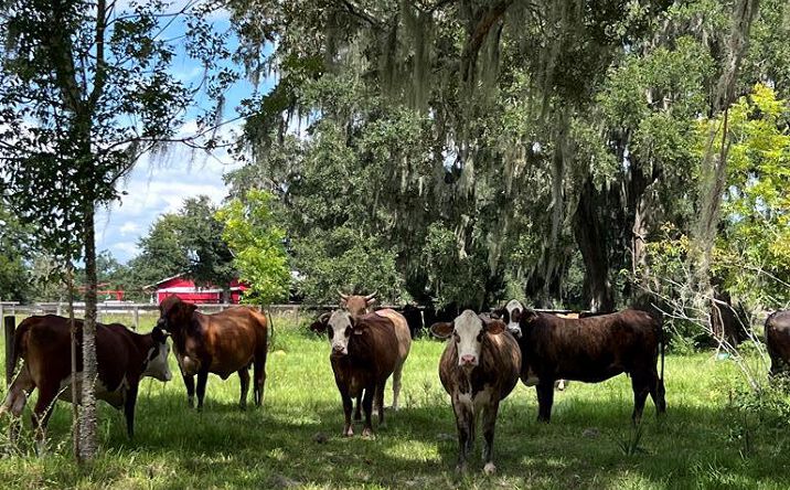 TBD NE 55th St, Williston, FL 32696 | Crexi.com