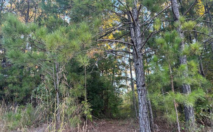 7181 County Road 7, Fitzpatrick, AL 36029 | Crexi.com