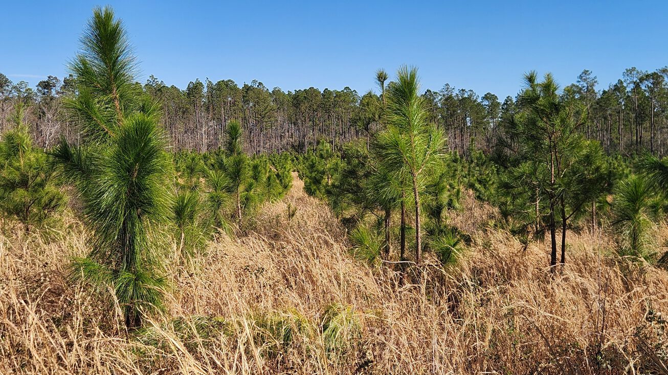 County Rd 171, Axson, GA 31624 | Crexi.com