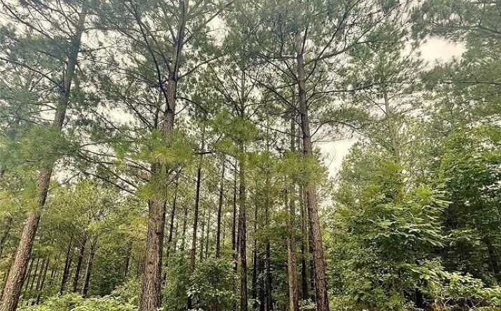 Cedar Hills Lakes #I, Broken Bow, OK 74728 | Crexi.com