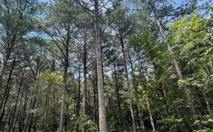 36 Pine Crest Court, Broken Bow, OK 74728 | Crexi.com