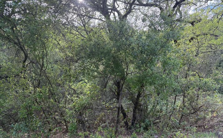 Toby Tyler Way, Dobbins, CA 95935 | Crexi.com