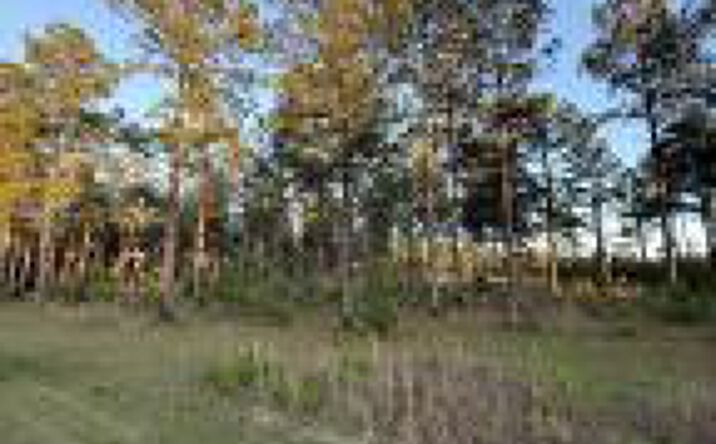 506 Nature Trail, Blackville, SC 29817 | Crexi.com