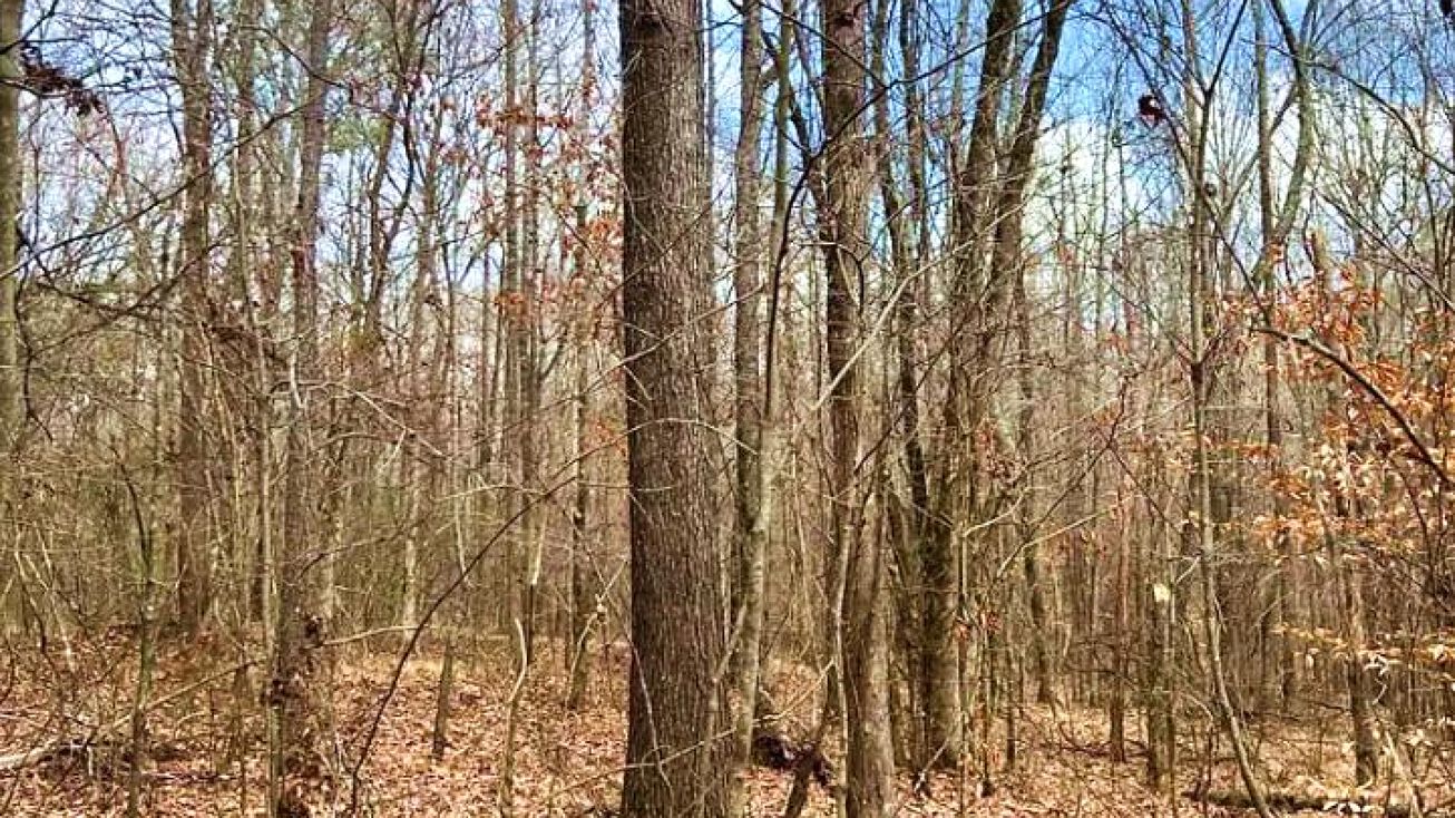 11.5 Acres in Choctaw, Mathiston, MS 39752 | Crexi.com