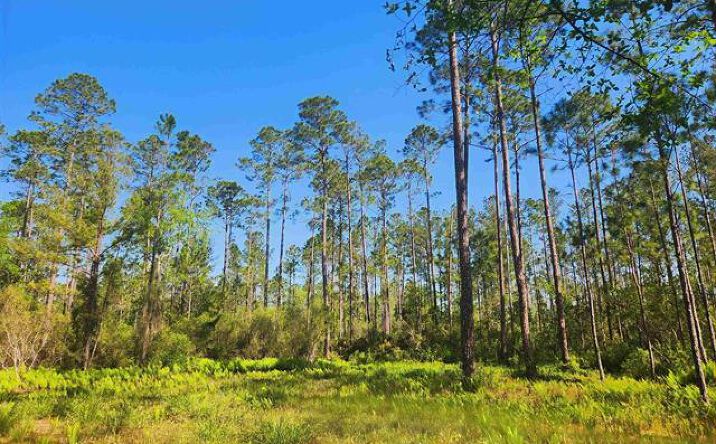 Vacant SW Paradise Way, Greenville, FL 32331 | Crexi.com