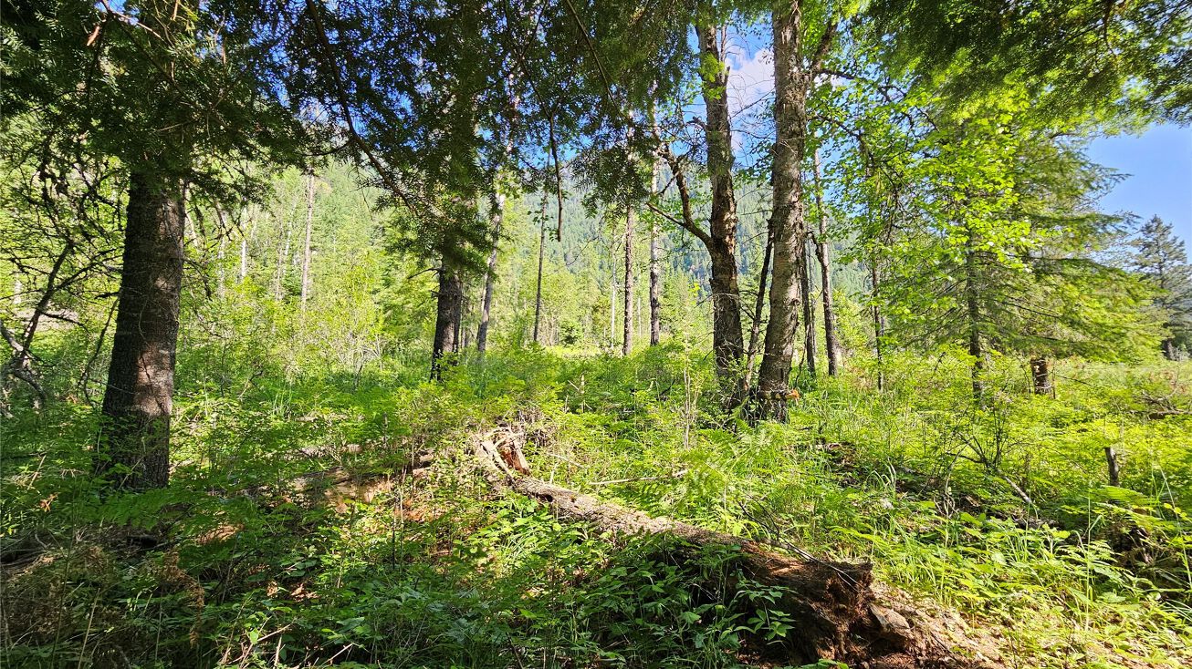 Lot 1 Conifer Lane, Noxon, MT 59853 | Crexi.com
