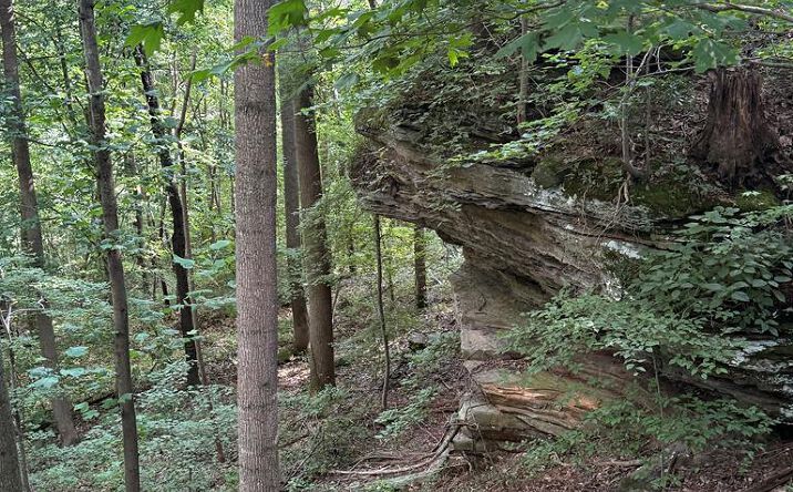 Coal Bank Road, Sharon Grove, KY 42280 | Crexi.com