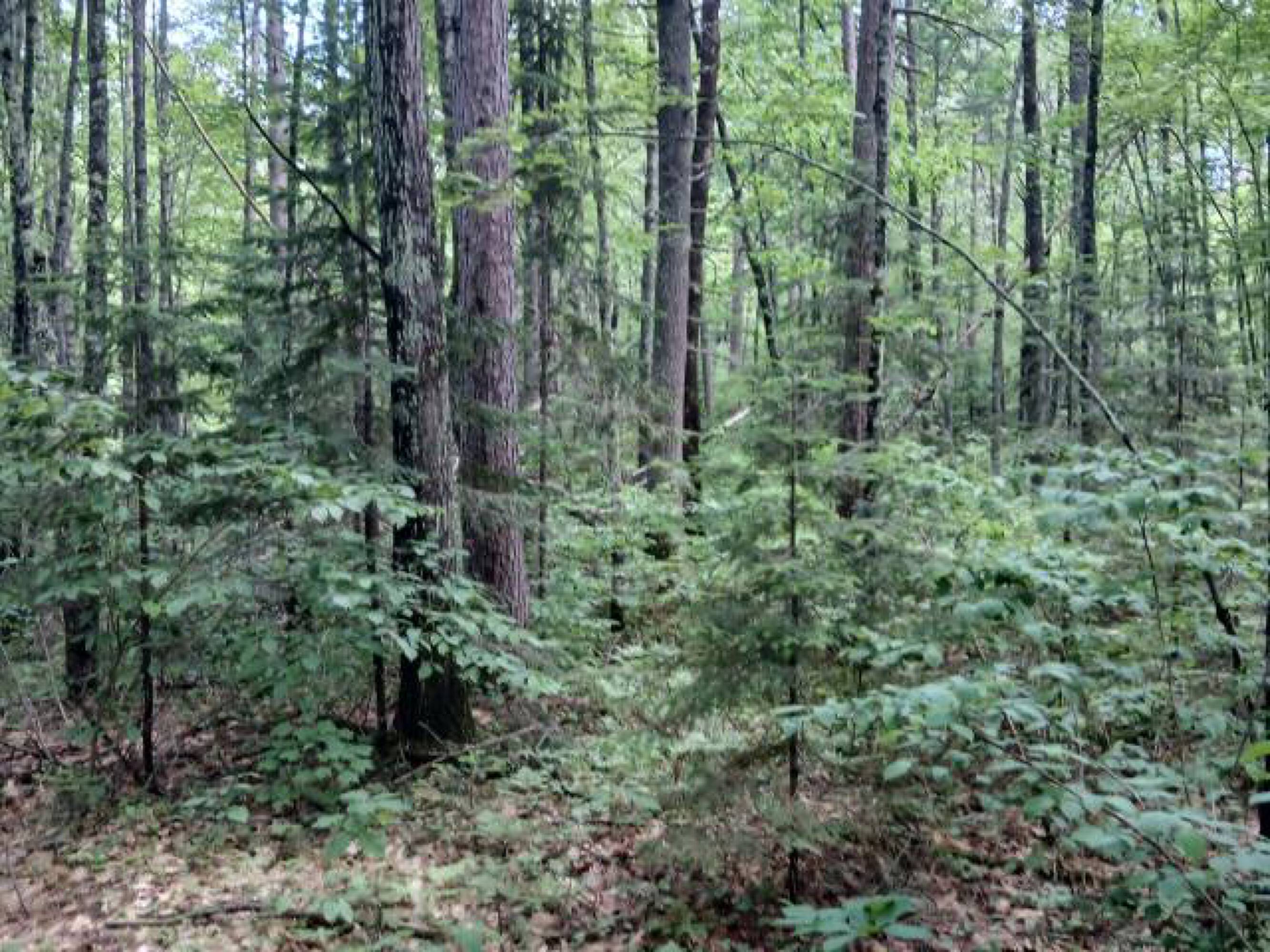 BILLS LAKE RD, Lac Du Flambeau, WI 54538 | Crexi.com