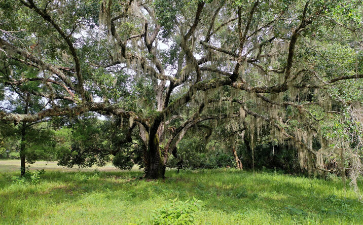 WHEELER RD Un Incorporated FL 32709 APN: 332211000000002 | Crexi.com