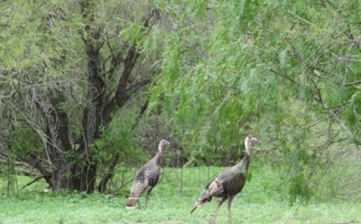 Waddell Ln, Menard, TX 76859 | Crexi.com