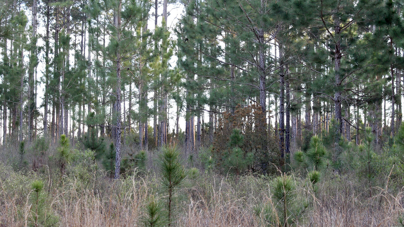 Smokehouse Rd, Willacoochee, GA 31650 | Crexi.com